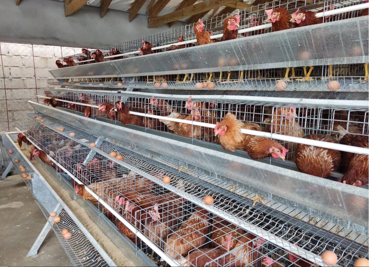 Completamento progetto "Acquisto galline" - Caritas sant'Antonio ETS